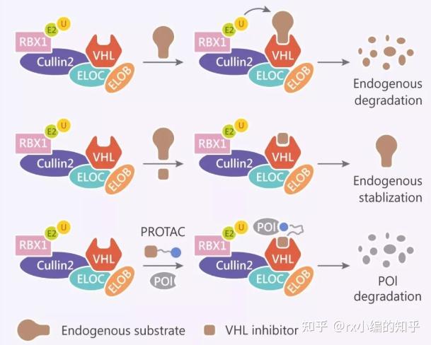 PROTAC技术/靶蛋白配体、连接子Linker、E3 连接酶配体 - 知乎