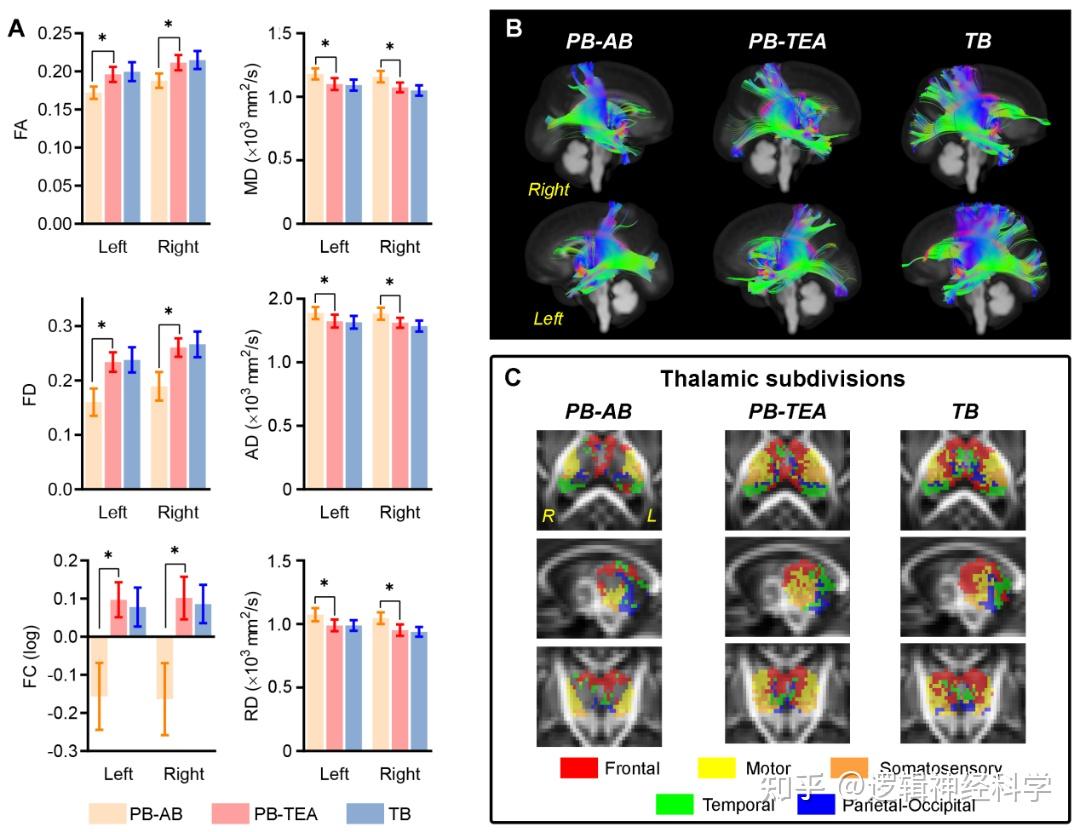 J Neurosc︱首次！围产期丘脑形态学、微结构和连通性的时空发育模式 - 知乎