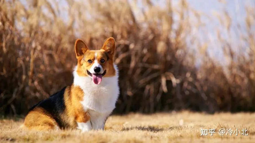 常见的小型犬品种推荐！ - 知乎