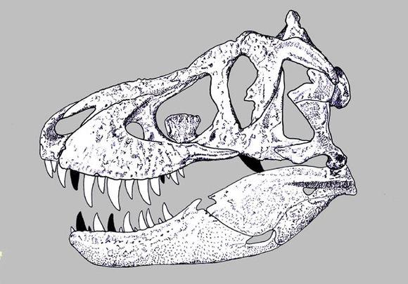 【转】霸王龙头骨较完整个体一览 - 知乎