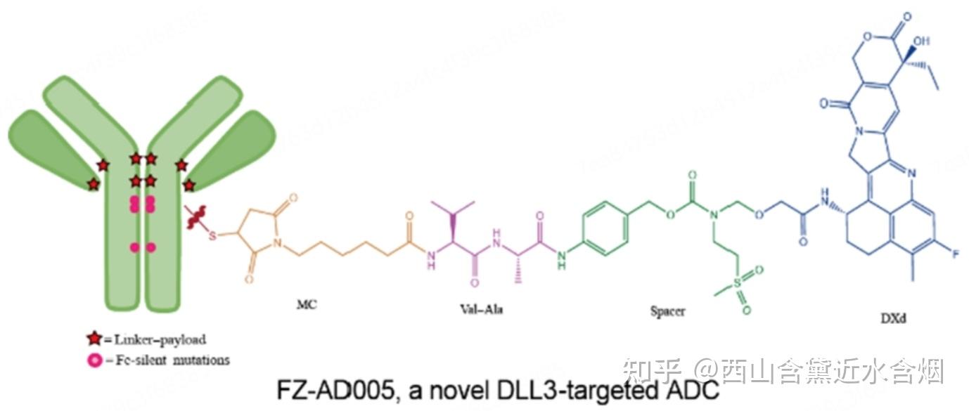 DLL3 ADC大盘点 - 知乎