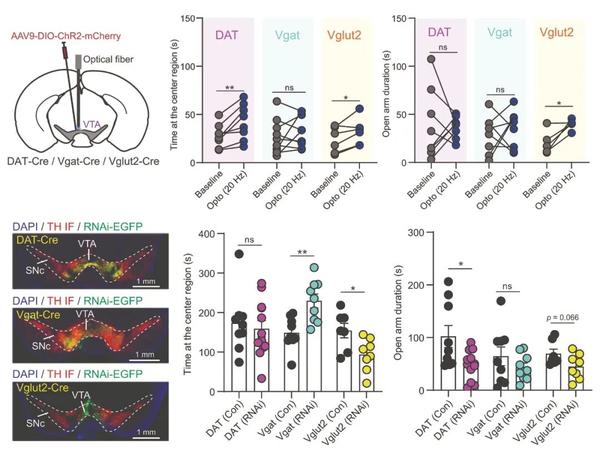 IF=13.44【客户文章】Mol Psychiatry：复旦大学肖雷团队揭示VTA D1神经元对焦虑样行为的调控作用和环路机制 - 知乎