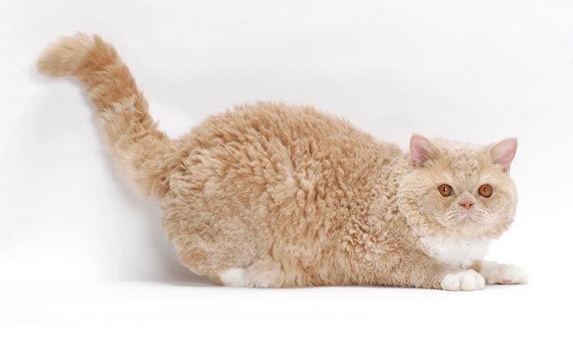 每天带你了解一种猫——塞尔凯克卷毛猫 - 知乎