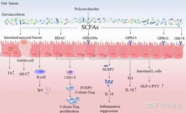 Food Research International：多糖与肠道微生物相互作用 - 知乎