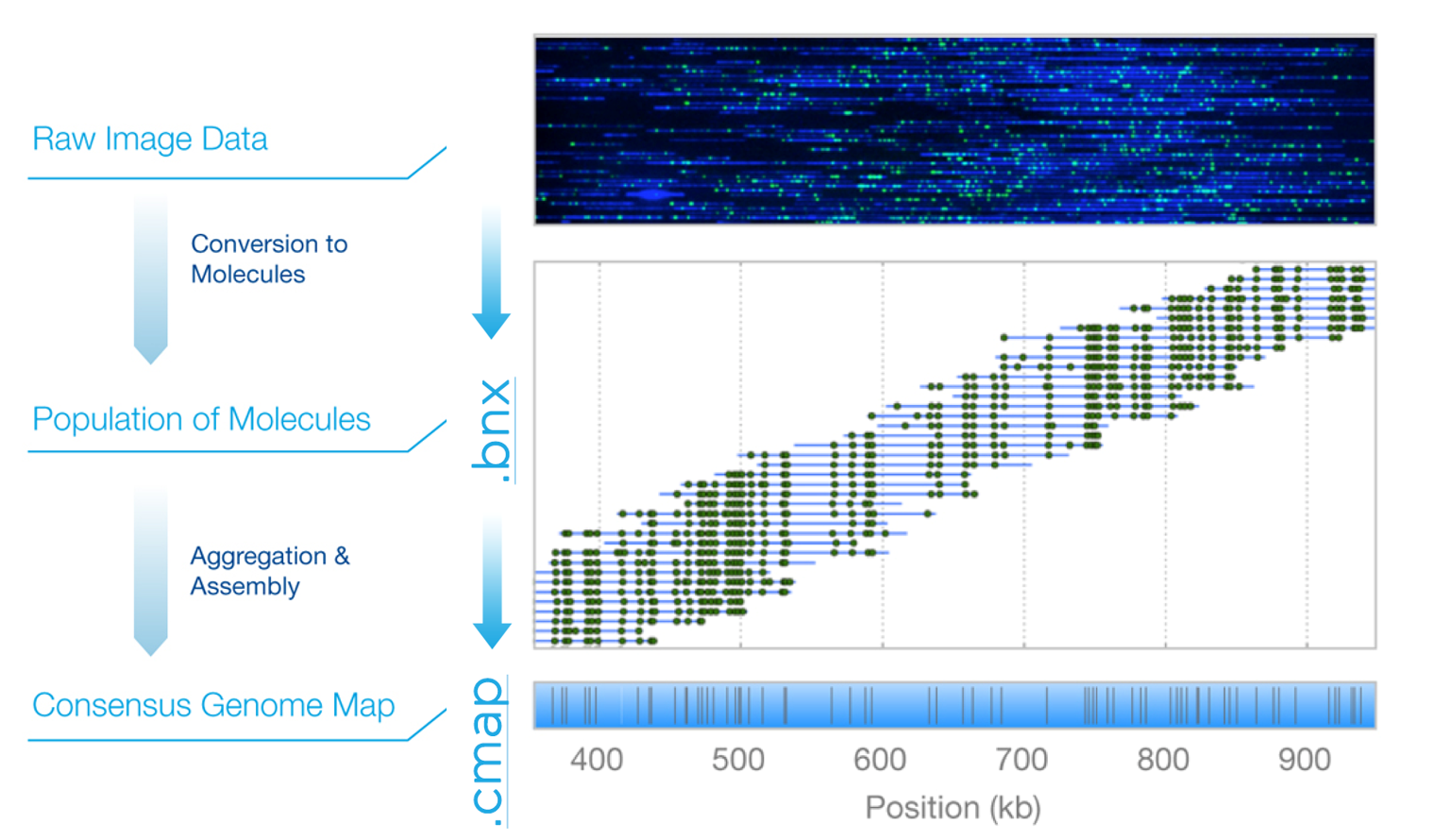 Bionano全基因组光学图谱技术-遗传病检测应用 - 知乎
