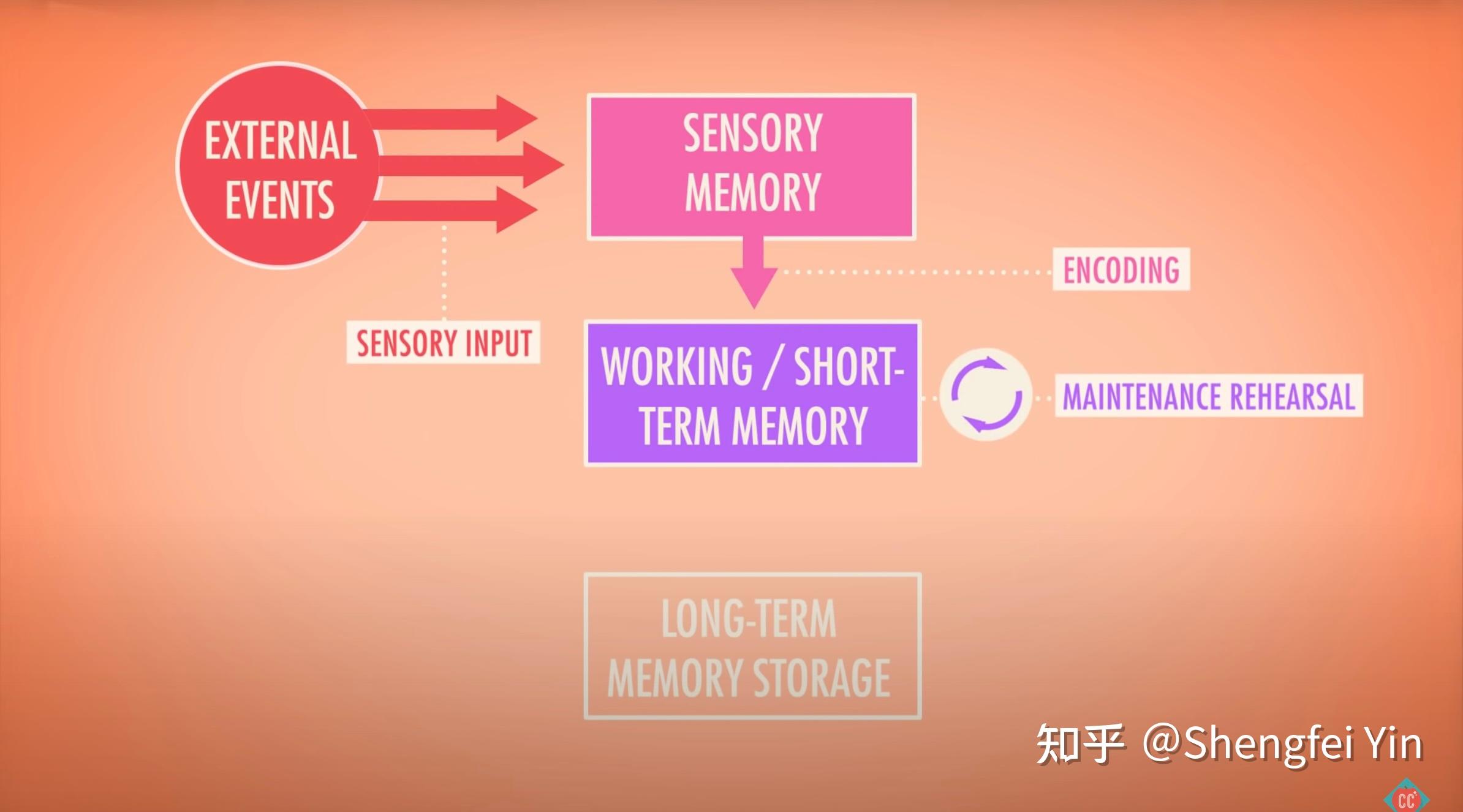 How We Make Memories - Crash Course Psychology #13 - 知乎