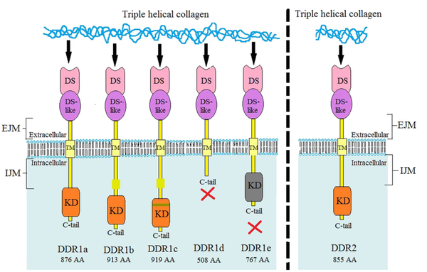 抗肿瘤药物靶标：DDR1/2 - 知乎