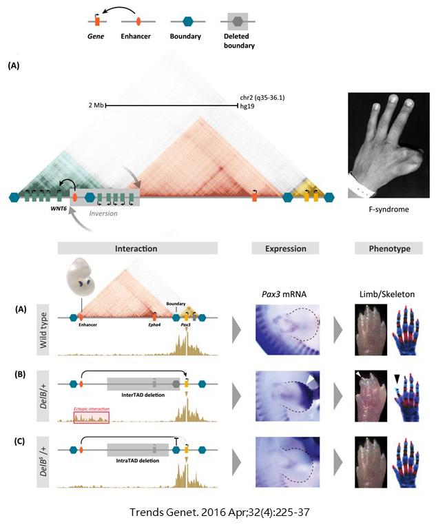 3D基因组学：一个崭新的领域 - 知乎