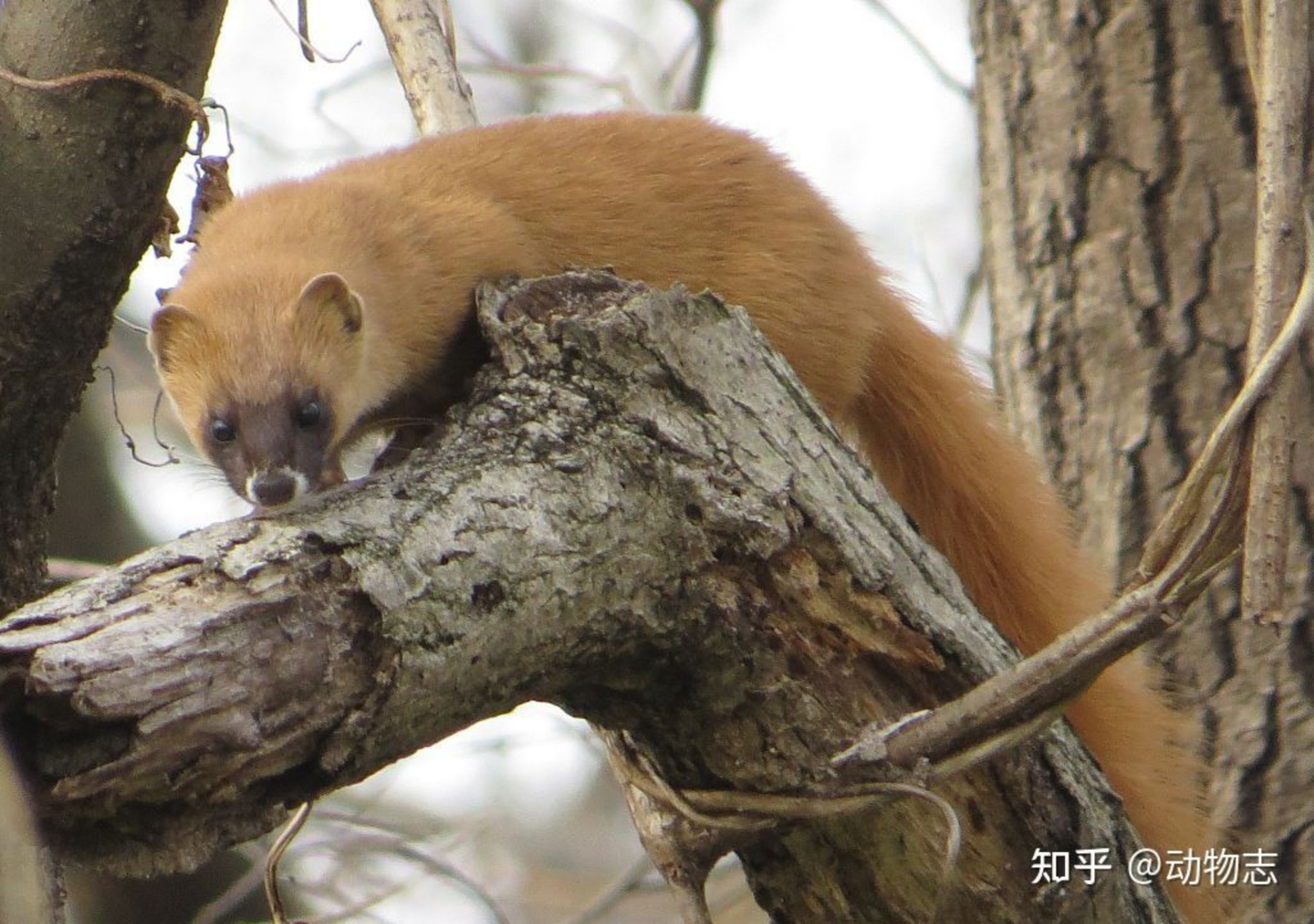 为什么猛兽是雄性大，猛禽却是雌性大？谁干“家务”，谁体型就小 - 知乎