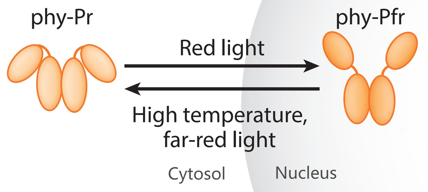 植物的“眼睛”——光受体 - 知乎