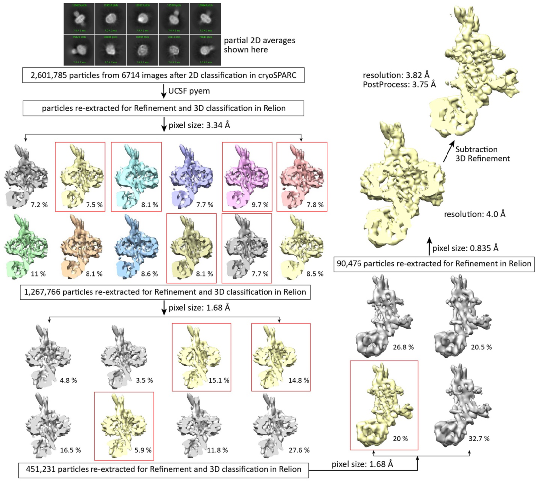 水木视界iss. 25 | 基于冷冻电镜的GPCR研究：融合蛋白策略 - 知乎