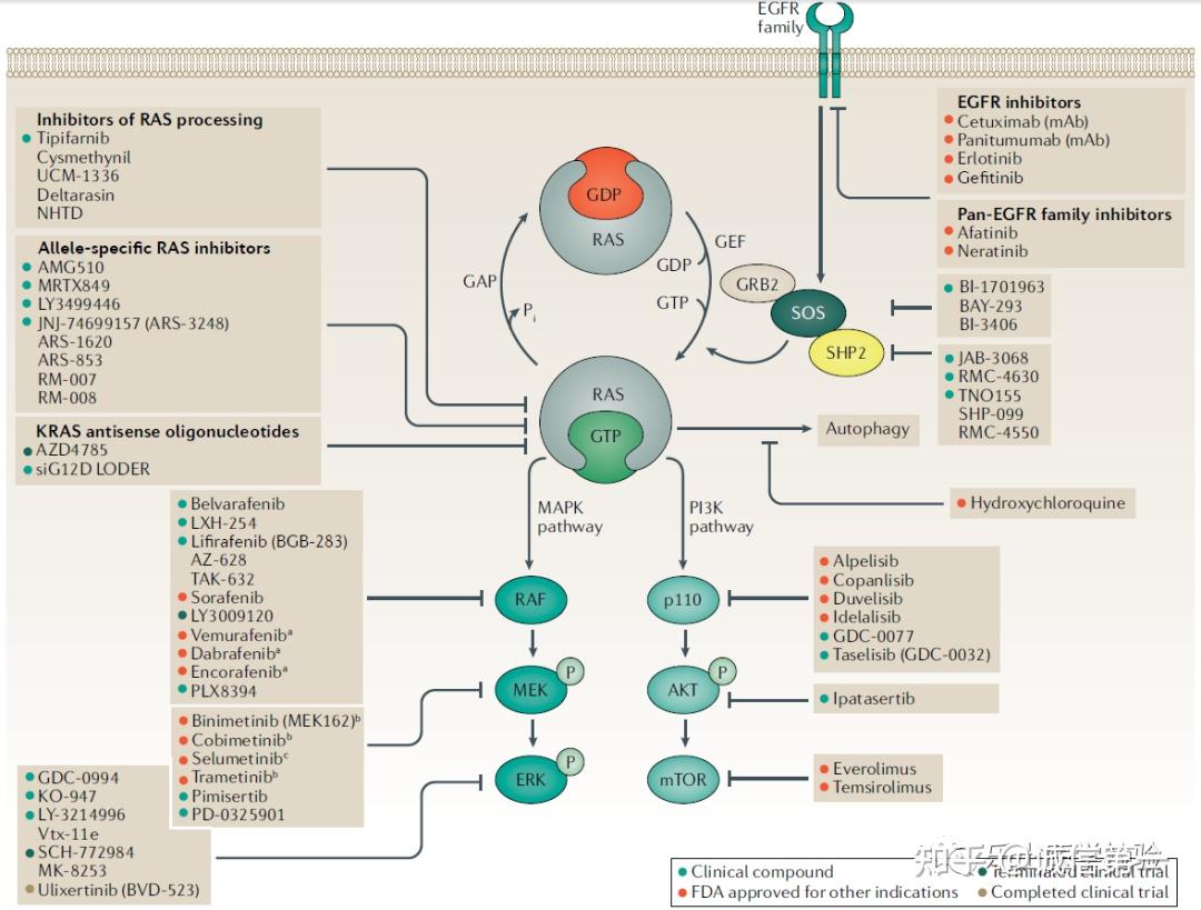 四十年磨一剑 | 全球首款“不可成药”靶点KRAS G12C药物AMG510获批上市 - 知乎