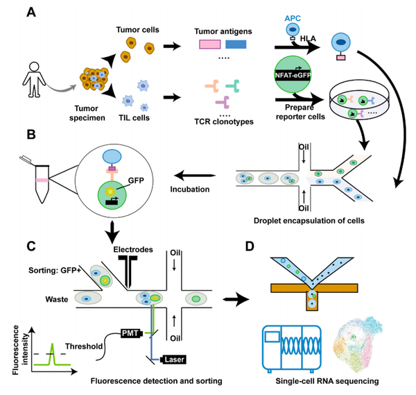 华大DNBelab C4平台应用专题：绘制食蟹猴全细胞“地图”，揭秘再生医学新突破 | 时空简讯21期 - 知乎
