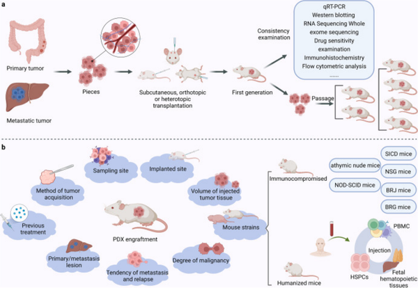 PDX模型，模拟真实肿瘤生长 - 知乎