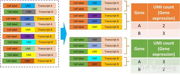 单细胞测序系统：BD Rhapsody，10X Genomics - 知乎