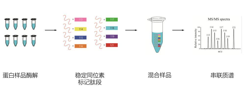 iTRAQ(稳定同位素标记蛋白质组学技术) - 知乎
