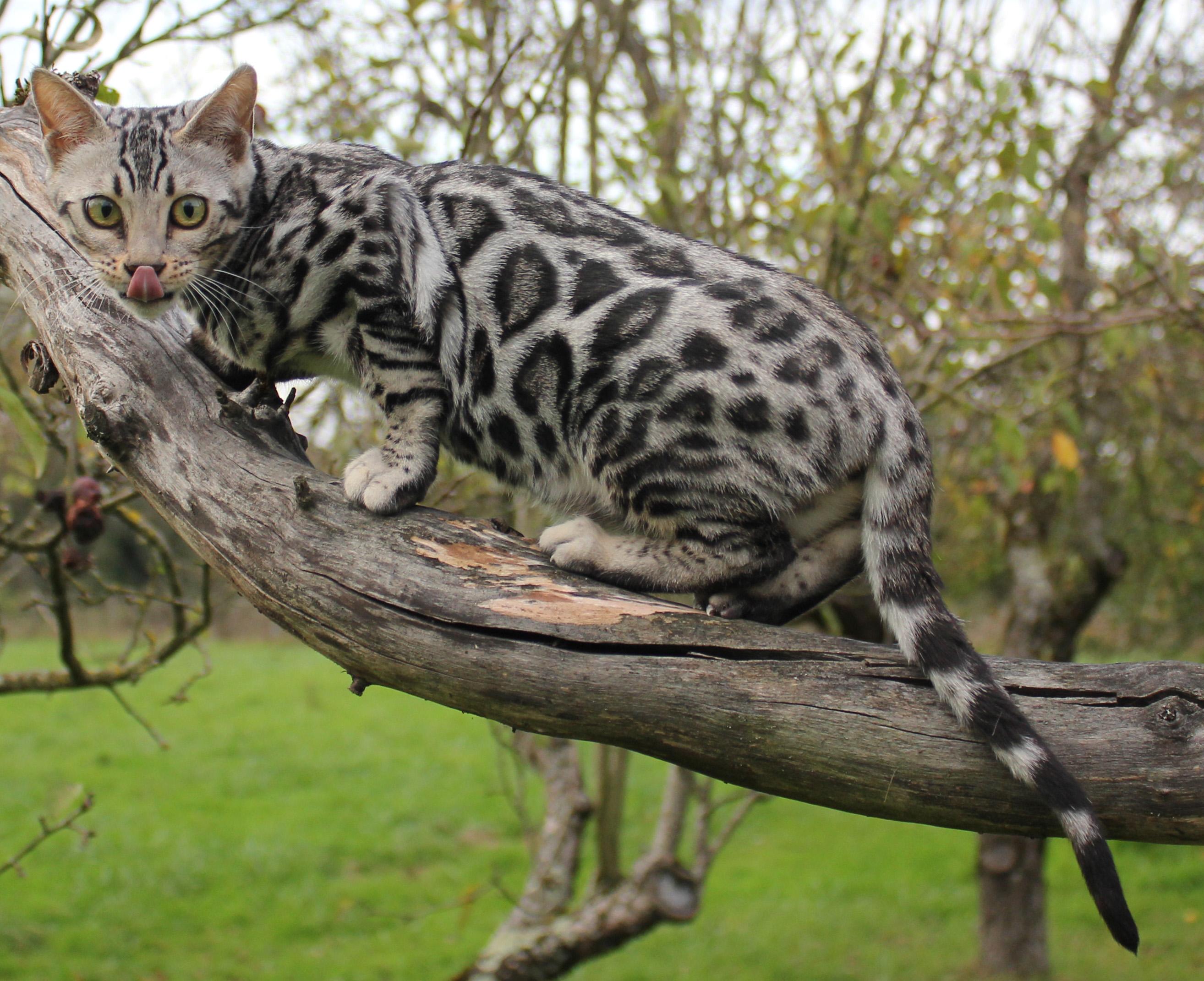 什么是“RIBBAR”？ - 知乎