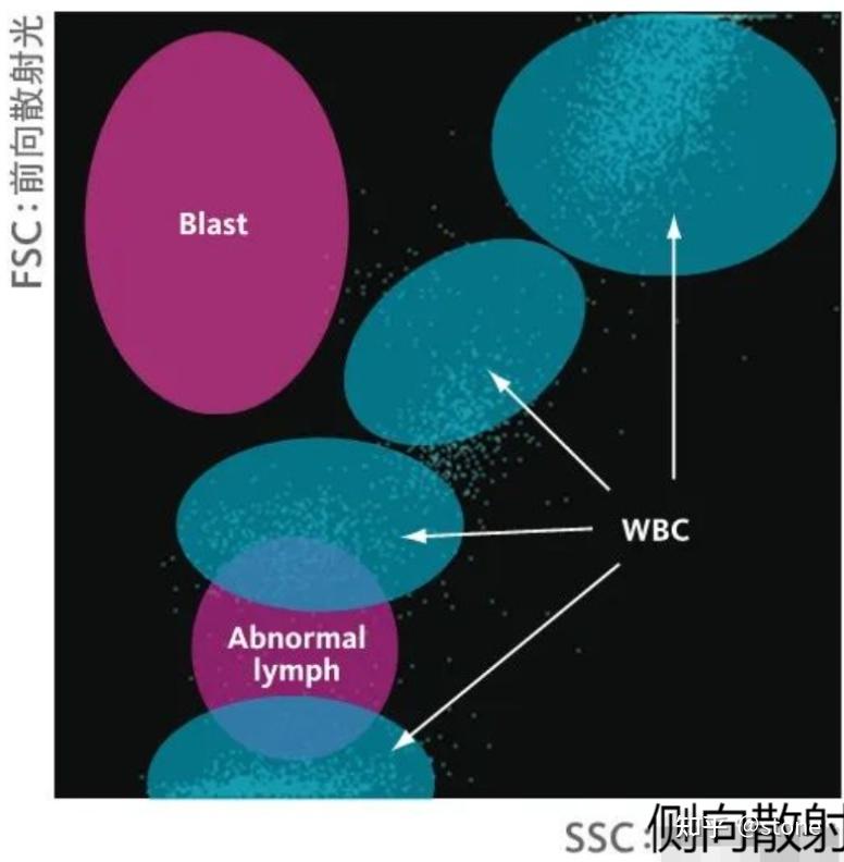 Sysmex-XN系列血细胞分析仪-白细胞散点图 - 知乎