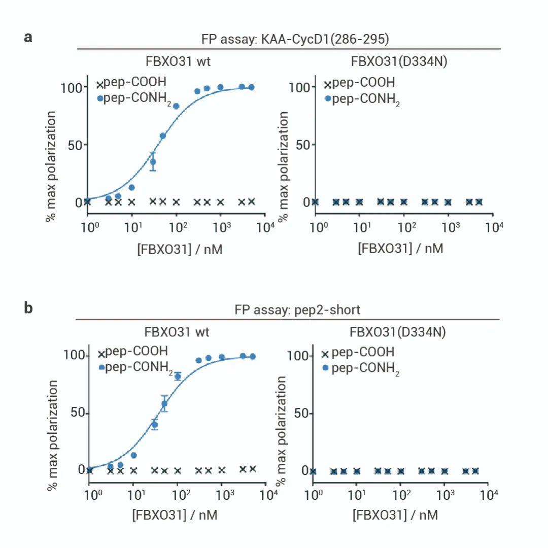 Nature揭示蛋白质降解新机制：FBXO31 如何识别蛋白 C 端酰胺并促进降解？ | MCE - 知乎