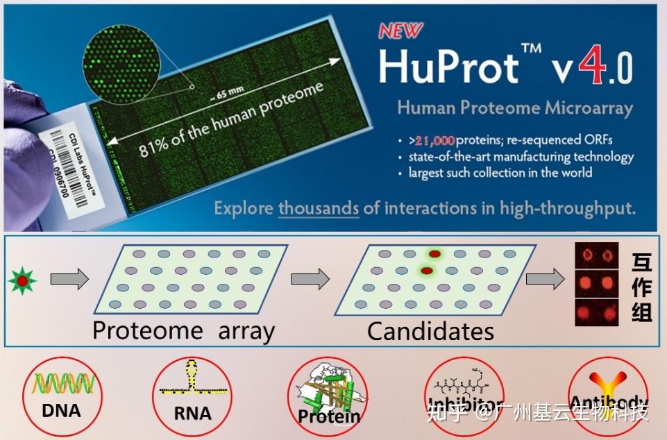 《Adv Sci》解读：HuProt™蛋白芯片筛选中药单体下游靶点！野马追内酯靶向USP7抑制神经炎症，用于治疗神经退行性疾病 - 知乎