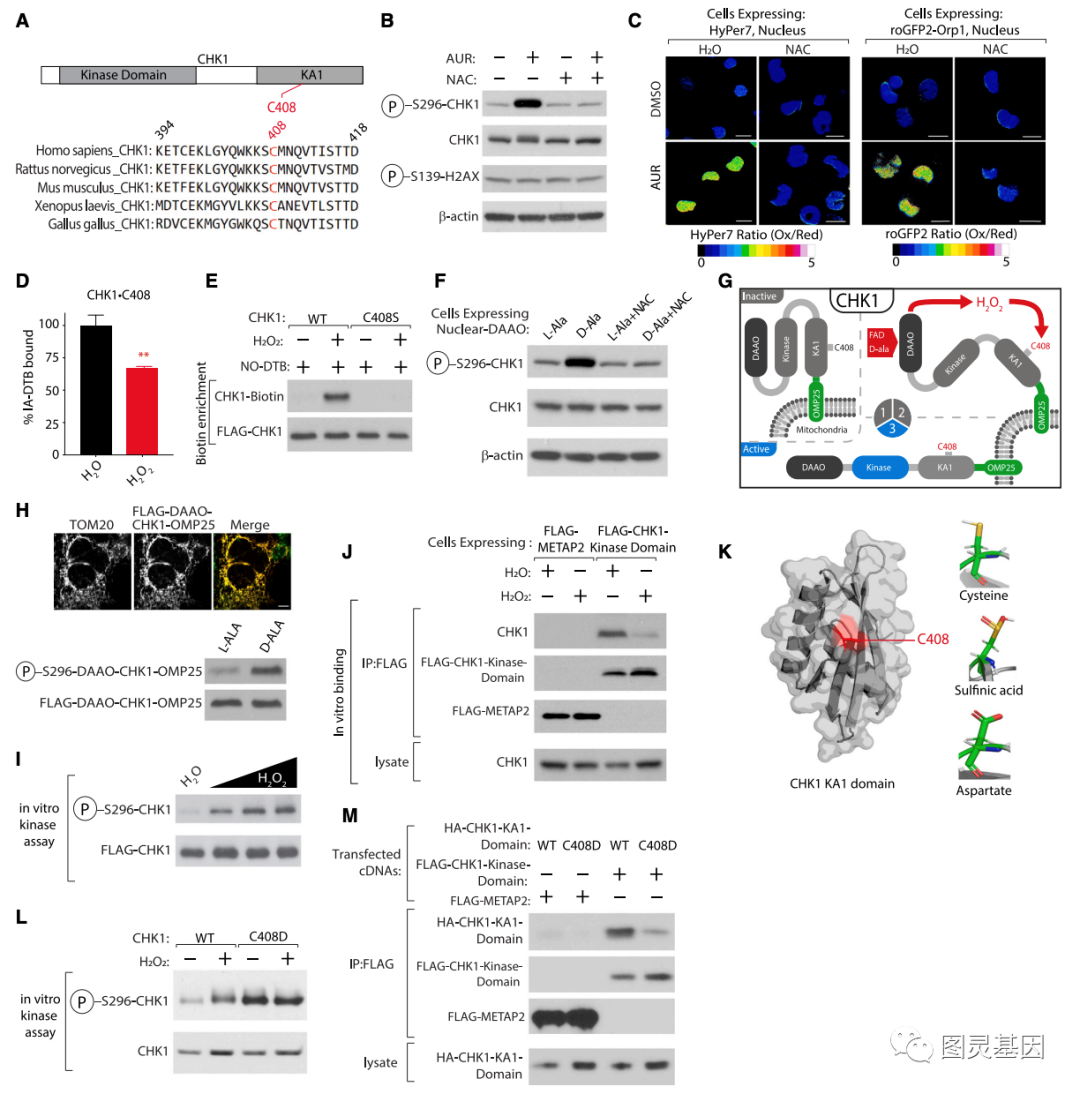 Cell | 全基因组CRISPR干扰与蛋白质组学鉴定抗癌药靶点 - 知乎