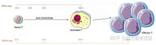 Nature Immunology | 揭示tRNA m1A修饰促进T细胞扩增的机制 - 知乎