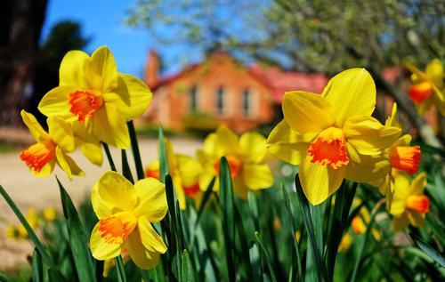 珂瑜汉译：The Daffodils -- by William Wordsworth - 知乎