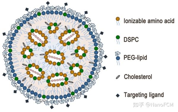 mRNA LNP疗法：这才哪跟哪儿？ - 知乎