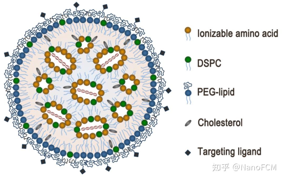 mRNA LNP疗法：这才哪跟哪儿？ - 知乎