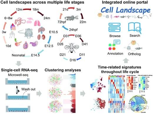 文献阅读| Construction of a cross-species cell landscape at single-cell ...