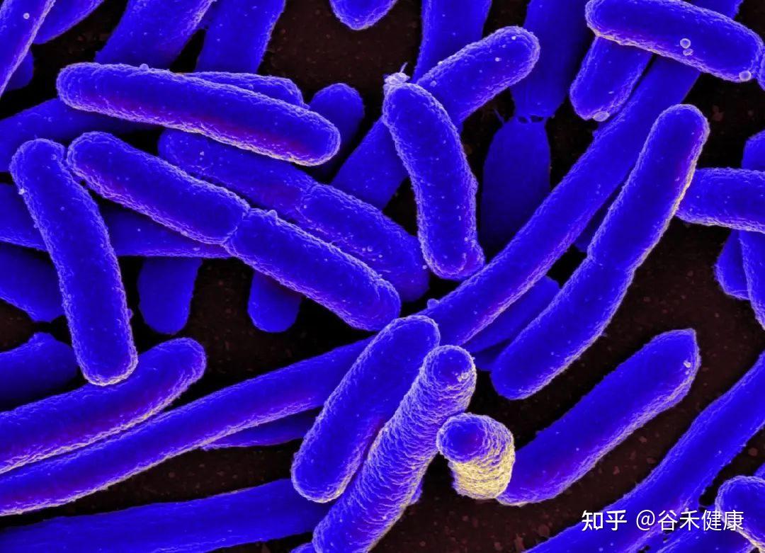 肠道重要菌属——埃希氏菌属 （Escherichia）, 肠道炎症和生态失调相关 - 知乎