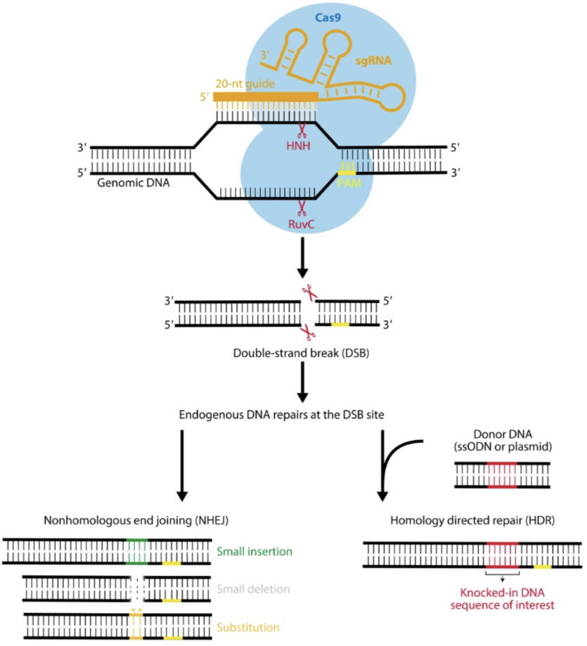 【干货分享】CRISPR/Cas系统原理及Cas9与Cas12a区别 - 知乎