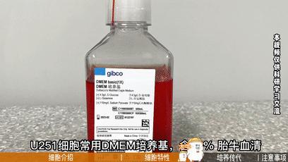 U251细胞培养，人胶质瘤细胞系培养攻略 - 知乎