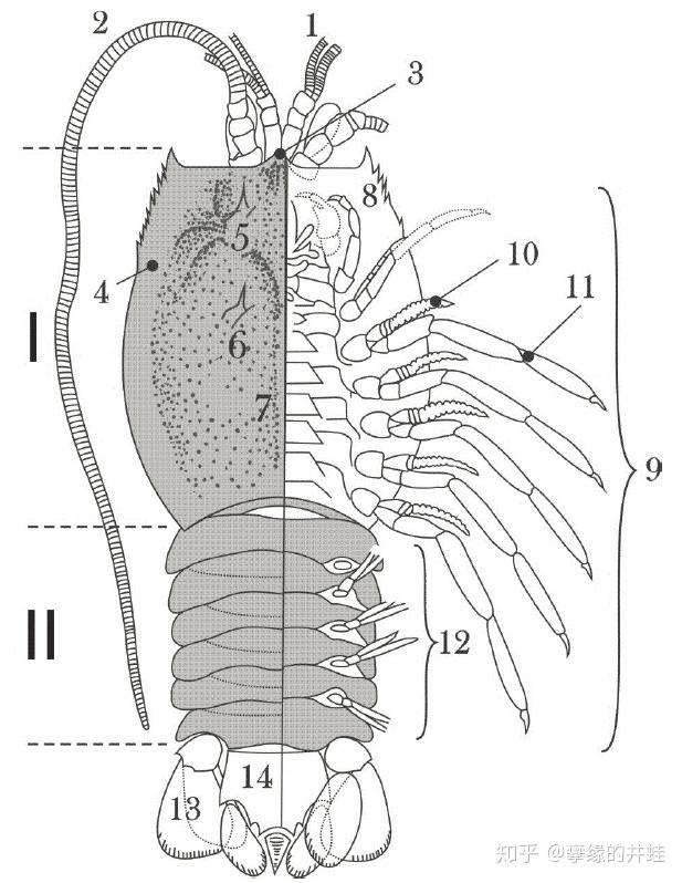 【地球演义】虾啊，真虾，真是虾，是真虾…… - 知乎