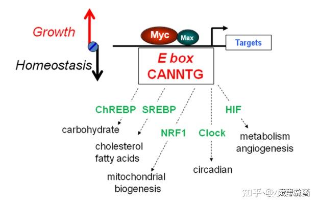 《普创新》全面助力新药研发，挑战“不可成药”靶点之_C-Myc - 知乎