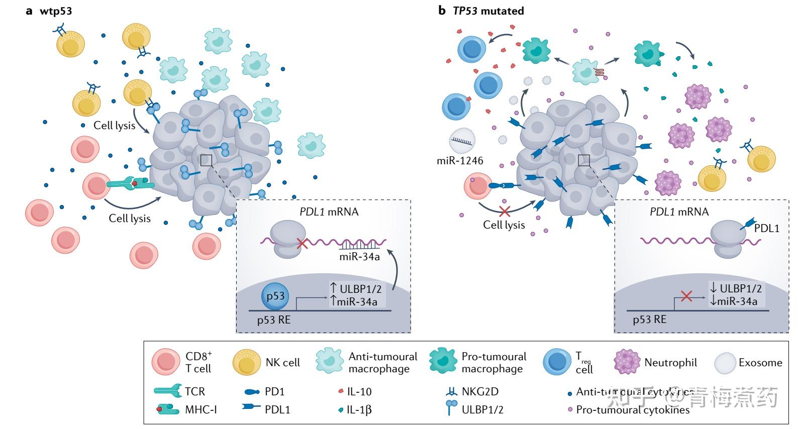 Nature Reviews | p53：一种蛋白质，众多靶点 - 知乎