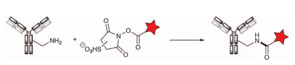 ADC的偶联技术 - 知乎
