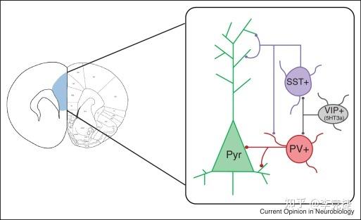 如何用光遗传方法抑制一群神经元？ - 知乎