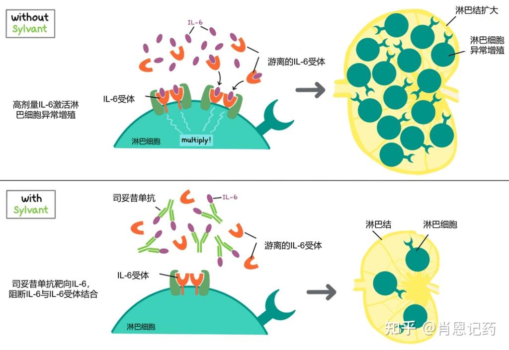 如何记住所有FDA已上市生物药？| 白介素-6（IL-6）拮抗剂 | 司妥昔单抗 | 萨温珂 | 治疗Castleman病 - 知乎