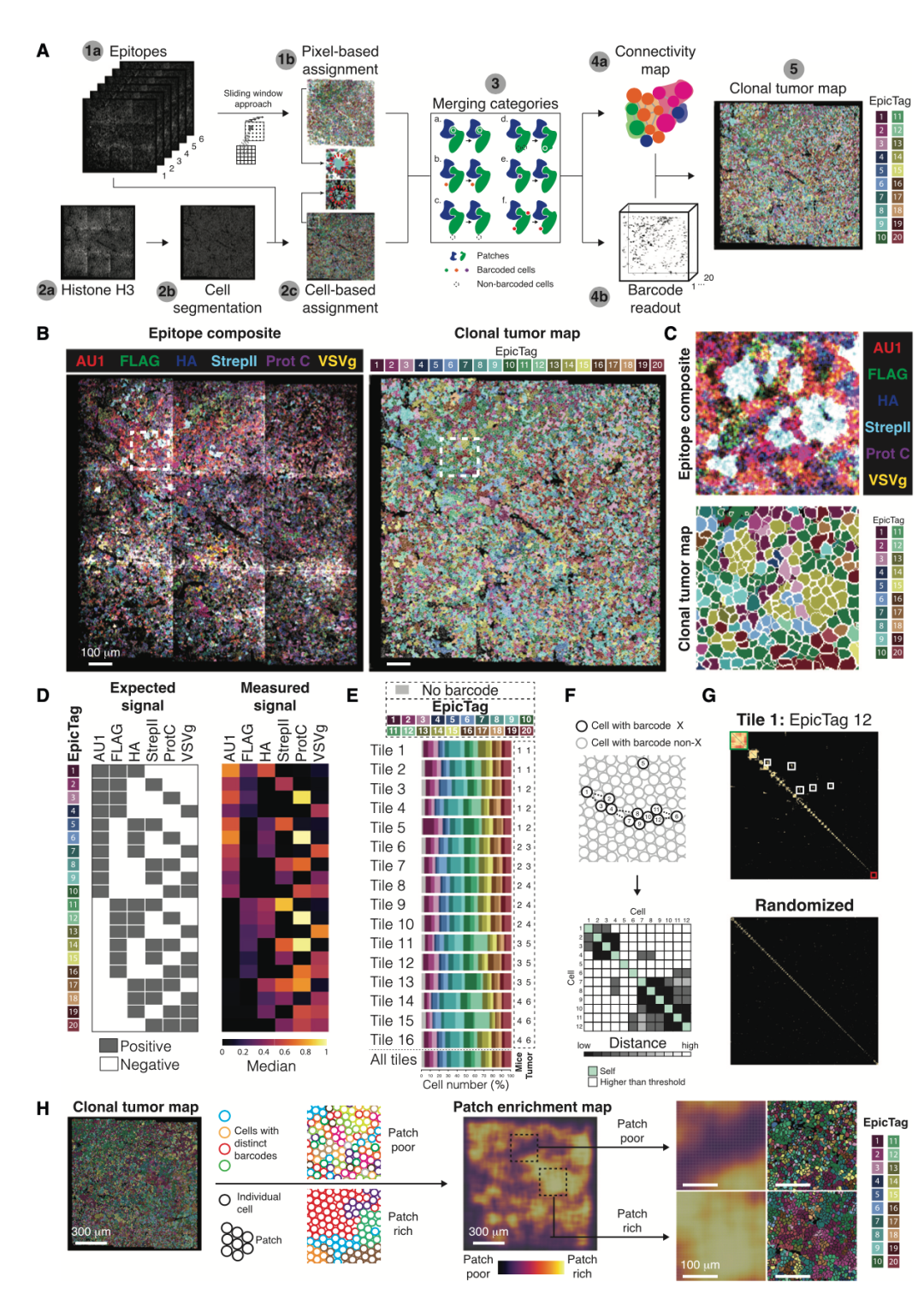 Cancer Cell 丨 条形码揭示NE与非NE癌细胞空间演化特征 - 知乎