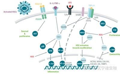Systemic Immunity in NAFLD&NASH : Total Solution All in One - 知乎