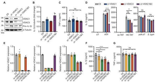 Science Immunology丨己糖激酶从线粒体解离促进 VDAC 寡聚化，从而促进 NLRP3 炎性体组装和激活 - 知乎