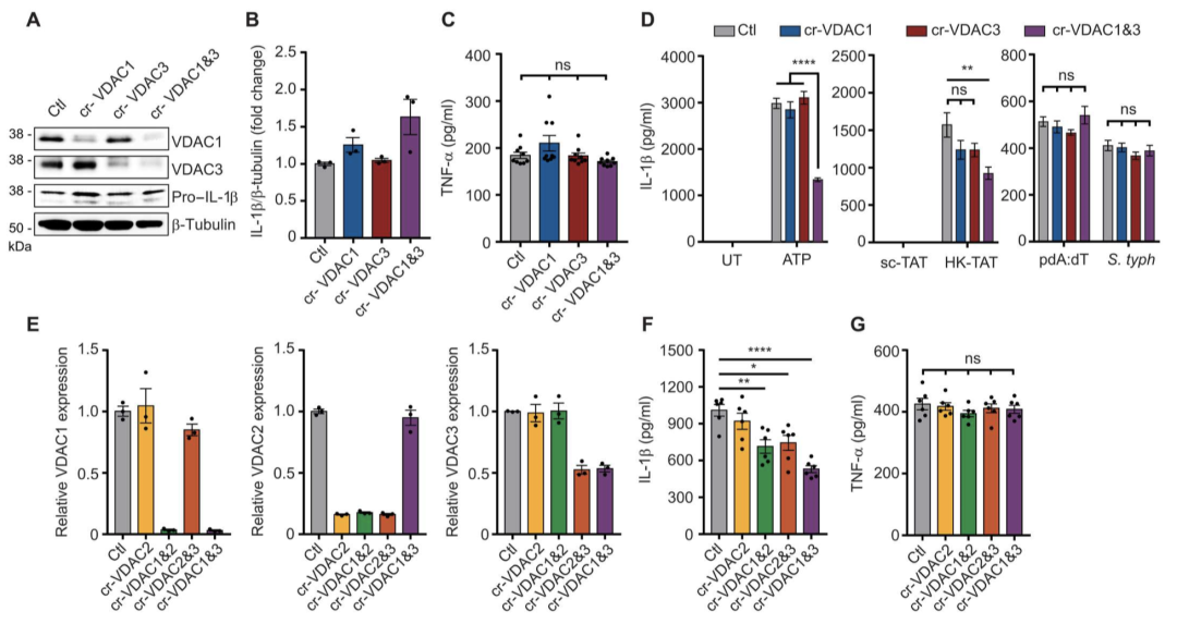 Science Immunology丨己糖激酶从线粒体解离促进 VDAC 寡聚化，从而促进 NLRP3 炎性体组装和激活 - 知乎