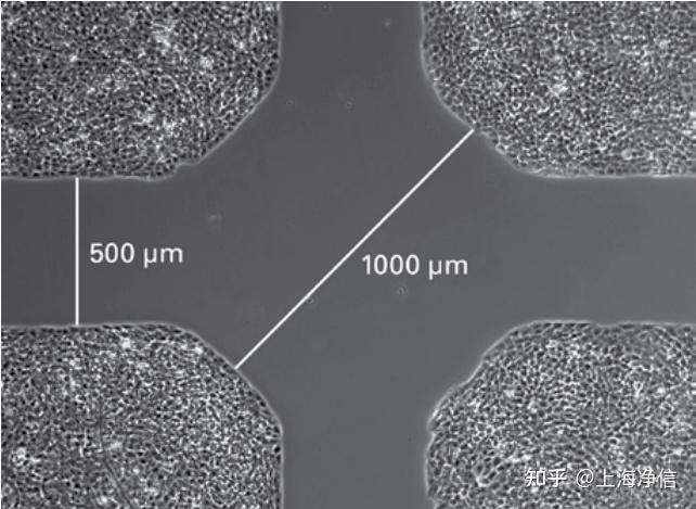 ibidi划痕实验/细胞迁移|不同实验方法及对比？ - 知乎
