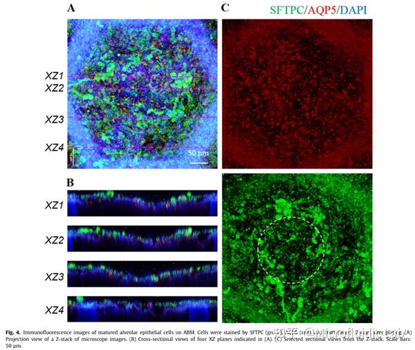 基于体外人工基底膜的人类多能干细胞分化的肺泡上皮细胞折叠模型 - 知乎