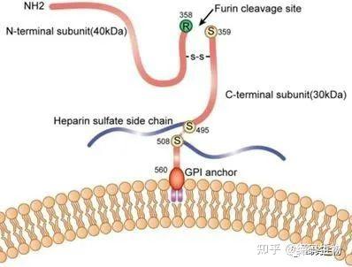 肝癌细胞治疗领域的宠儿GPC3 - 知乎