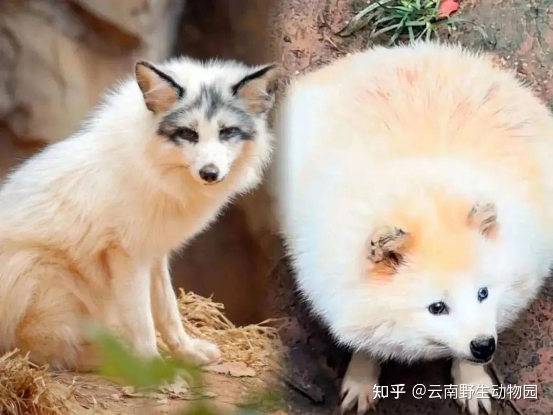 【动物科普】一丘之貉的"貉" - 知乎