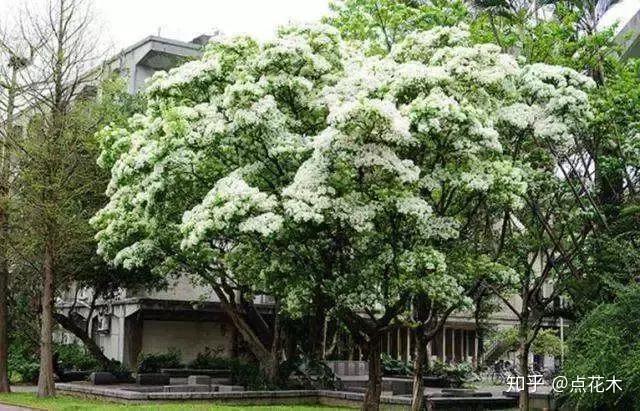 乡土树种的优势在哪里?问题又在哪里? 知乎