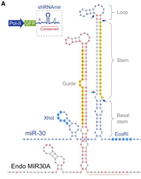 【工具】miRNA的优化 - 知乎