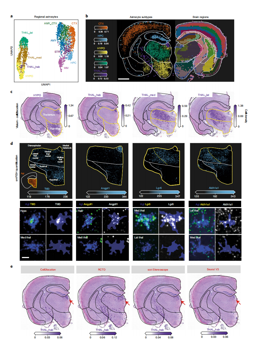 Nat Biotechnol | Cell2location : 贝叶斯算法联合分层分析绘制精细空间转录组图谱 - 知乎